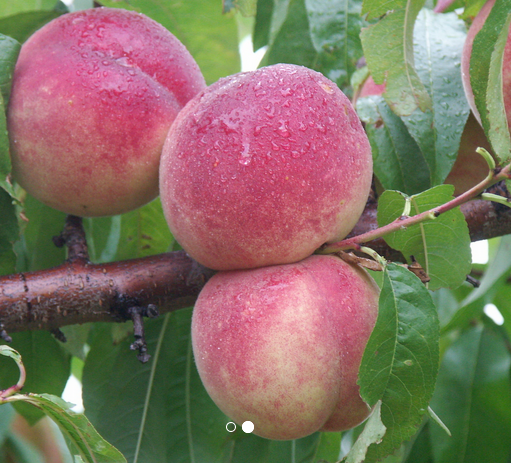 Marhule a Broskyne - Pestrá záhrada