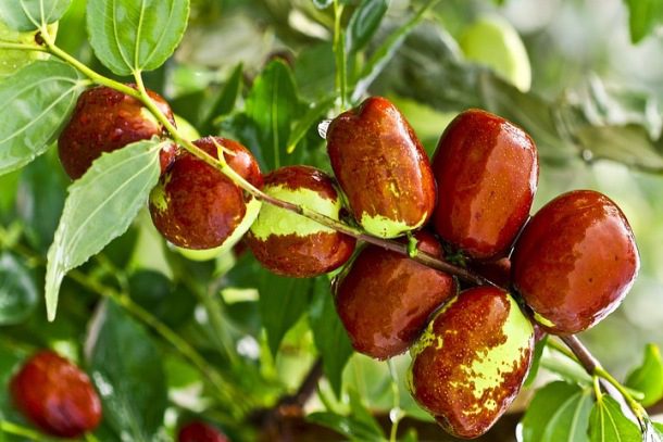 Čínska ďatľa -JUJUBA - Pestrá záhrada